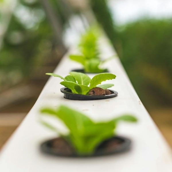 How Vertical Farming Conveyors Can Boost Efficiency and ROI